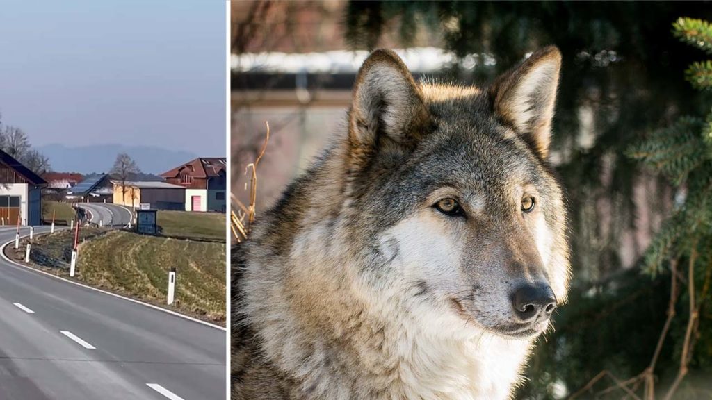 Wolf-Video geht Viral – LT1 – Oberösterreichs größter Privatsender